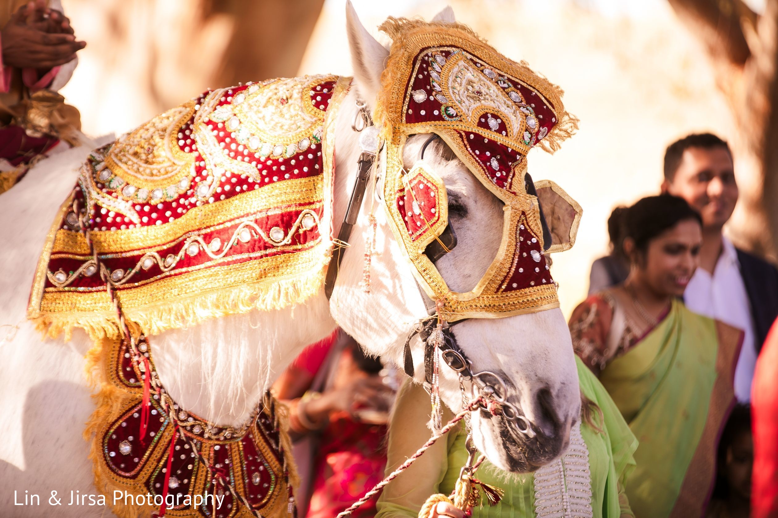 Traditional indian groom's baraat horse. | Photo 234975